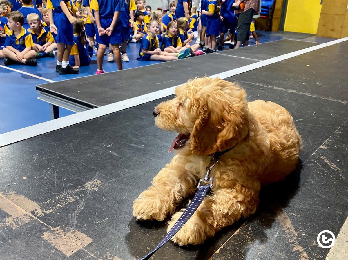 Meet Auggie: The School Therapy Dog Impacting Kids and Staff | Teach ...