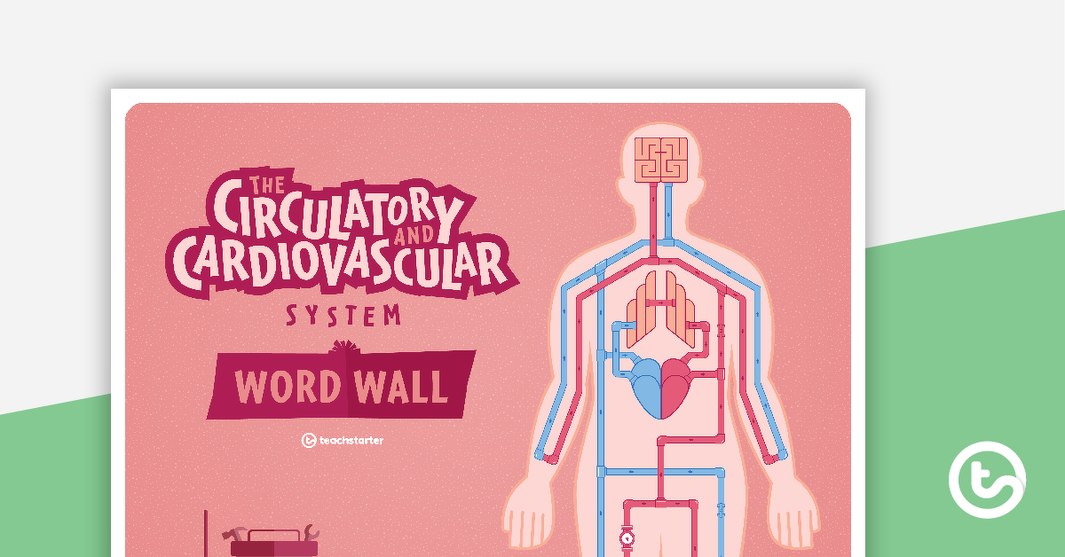 Circulatory and Cardiovascular System Word Wall | Teach Starter